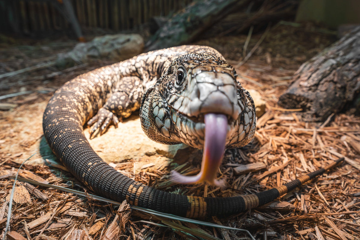 Argentine Tegu Art – Toledo Zoo & Aquarium Store