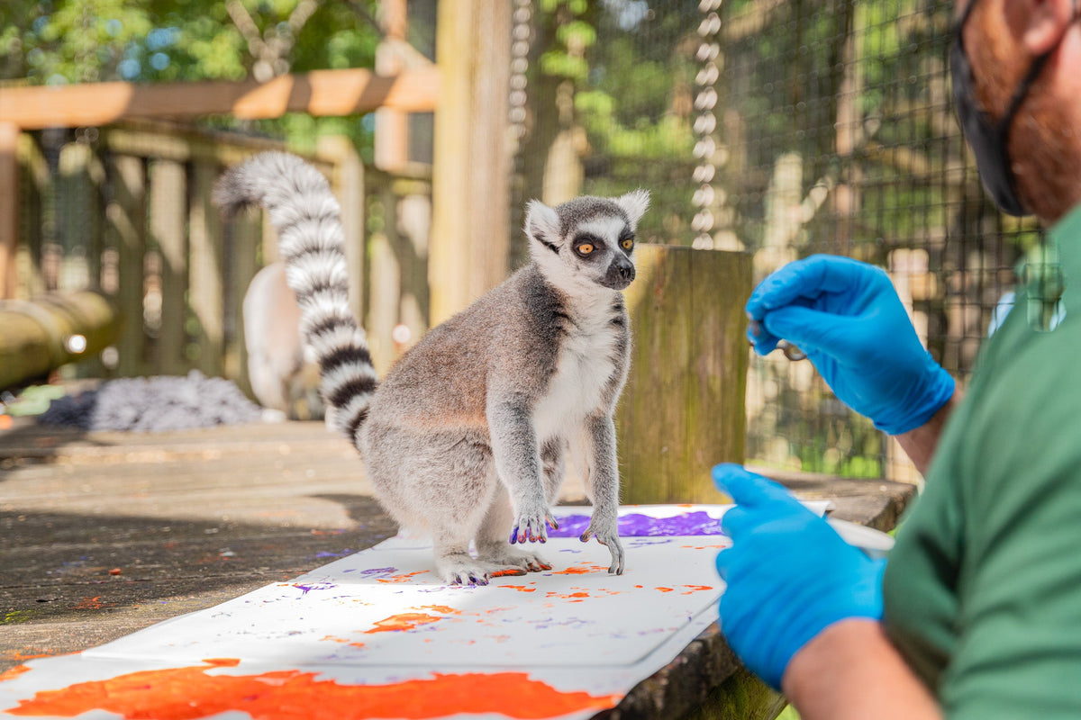 Ring-Tailed Lemur Art – Toledo Zoo & Aquarium Store