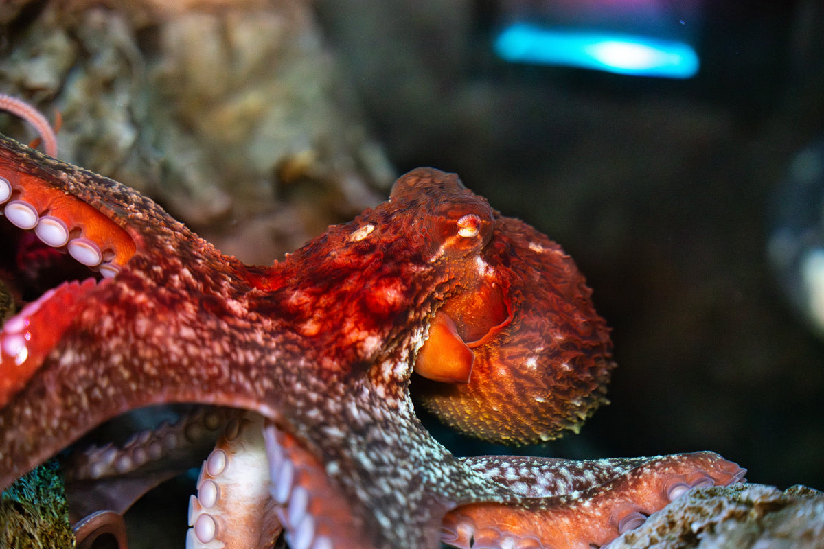 Octopus Art – Toledo Zoo & Aquarium Store