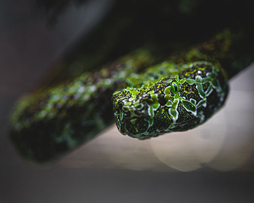 Snake Photo Print – Toledo Zoo & Aquarium Store