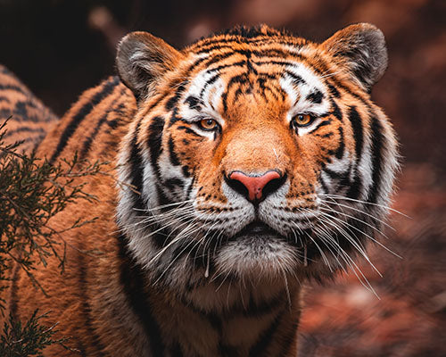 Amur Tiger (Titan) Photo Print – Toledo Zoo & Aquarium Store